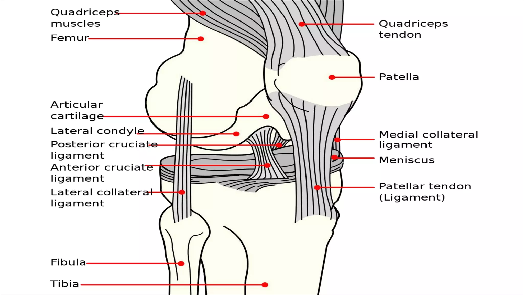 LIGAMENTS BPT.pdf