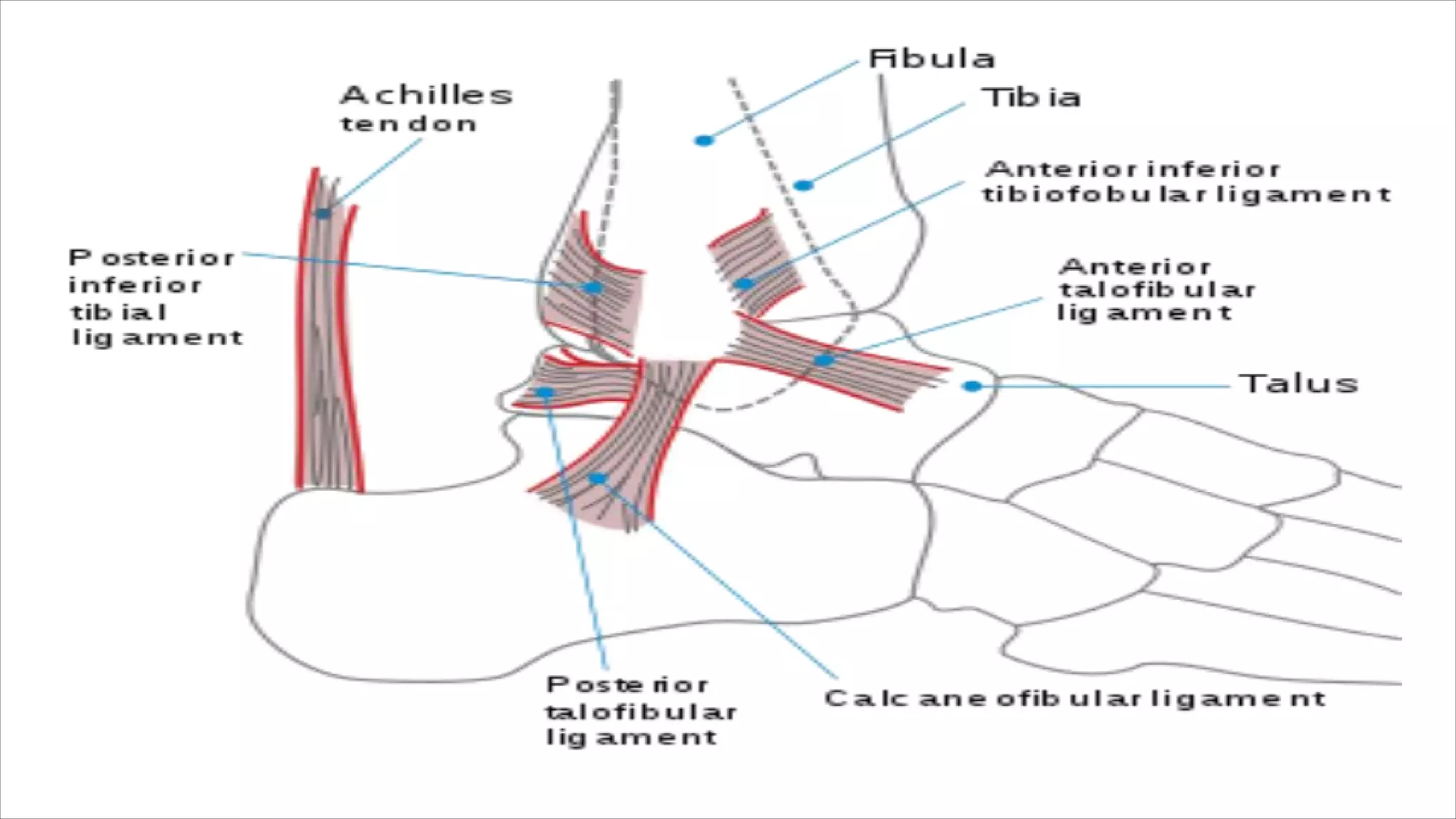 LIGAMENTS BPT.pdf