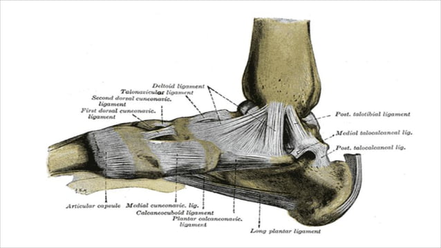 LIGAMENTS BPT.pdf