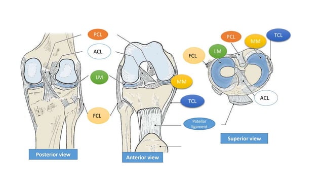 LIGAMENTS INJURIES AROUND KNEE.pptx
