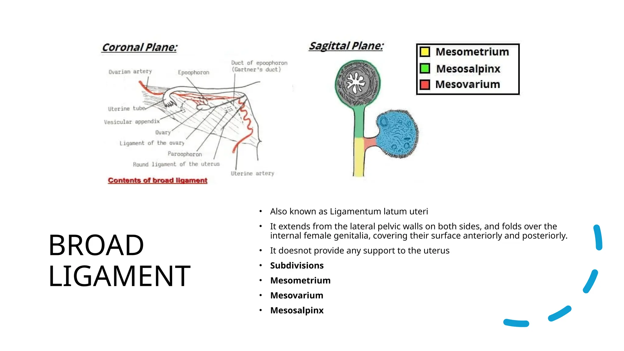 Ligaments of female genital tract .pptx