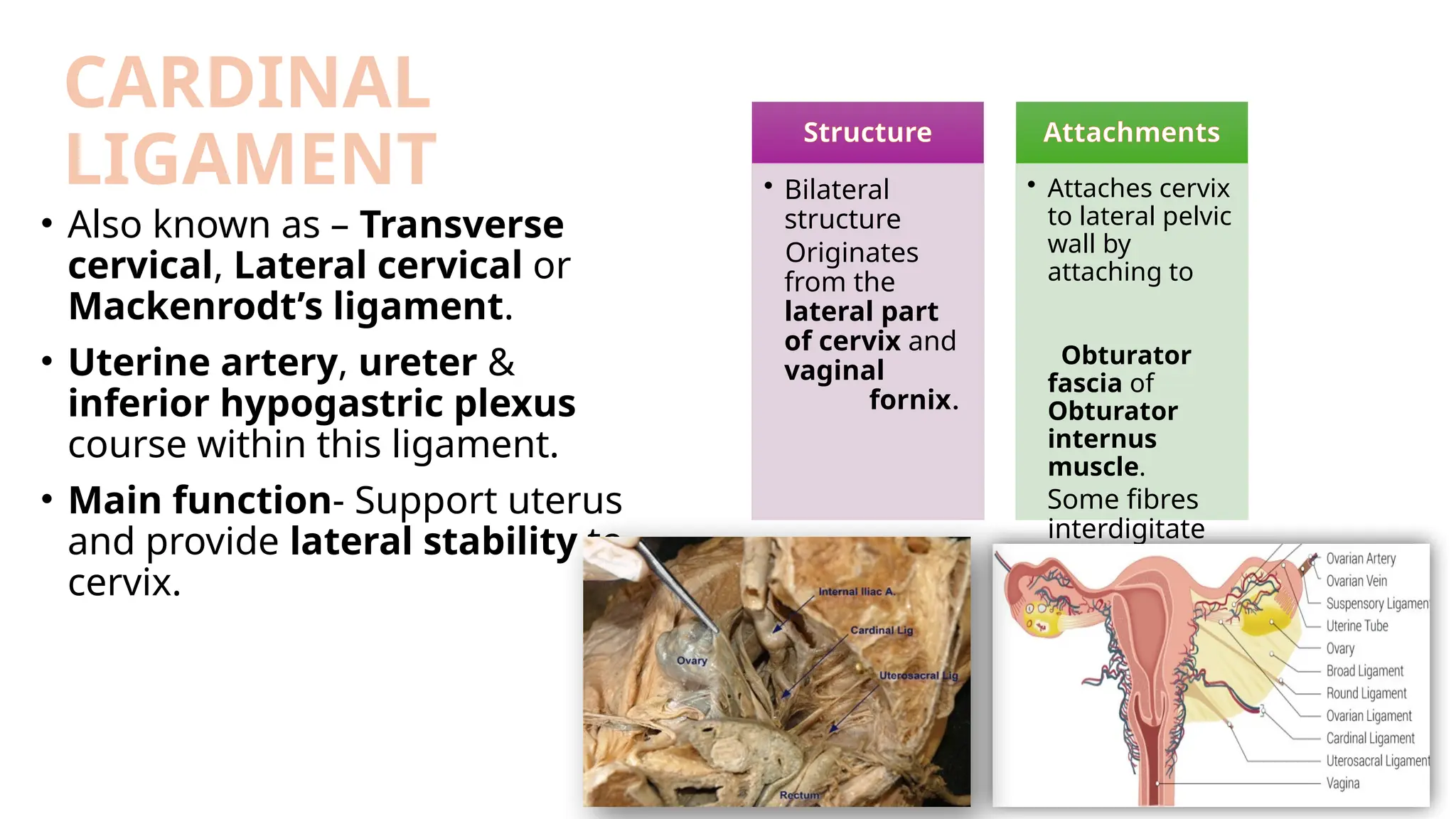 Ligaments of female genital tract .pptx