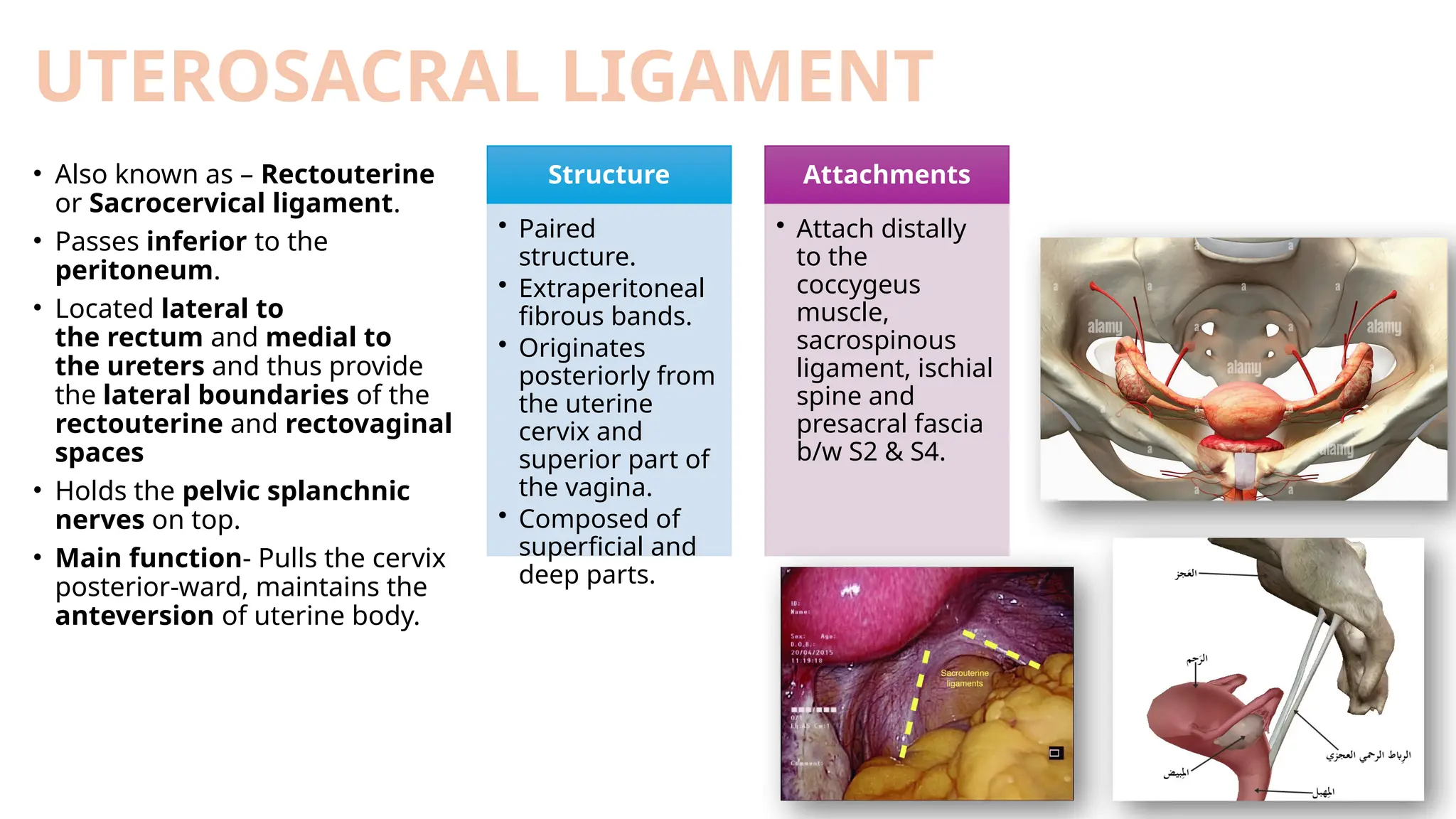 Ligaments of female genital tract .pptx