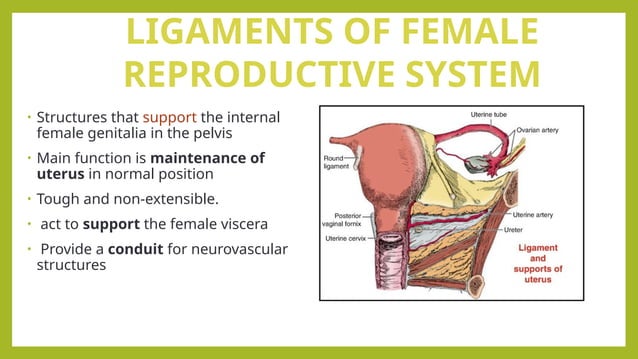 Ligaments of female genital tract .pptx