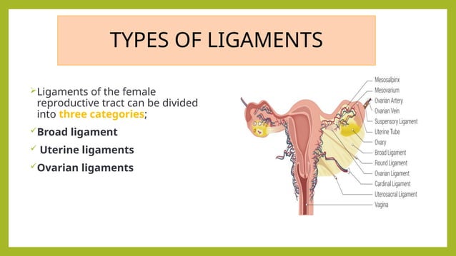 Ligaments of female genital tract .pptx