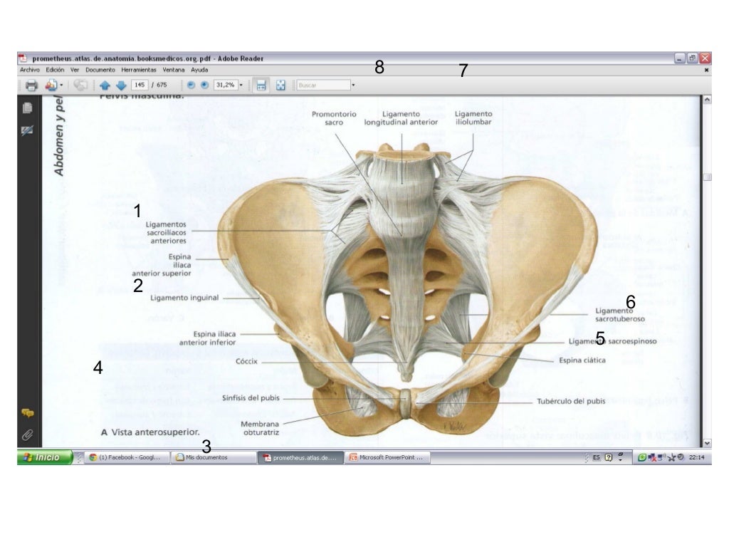 Ligamentos y articulaciones de cadera, aplicación clínica: hernia ing…