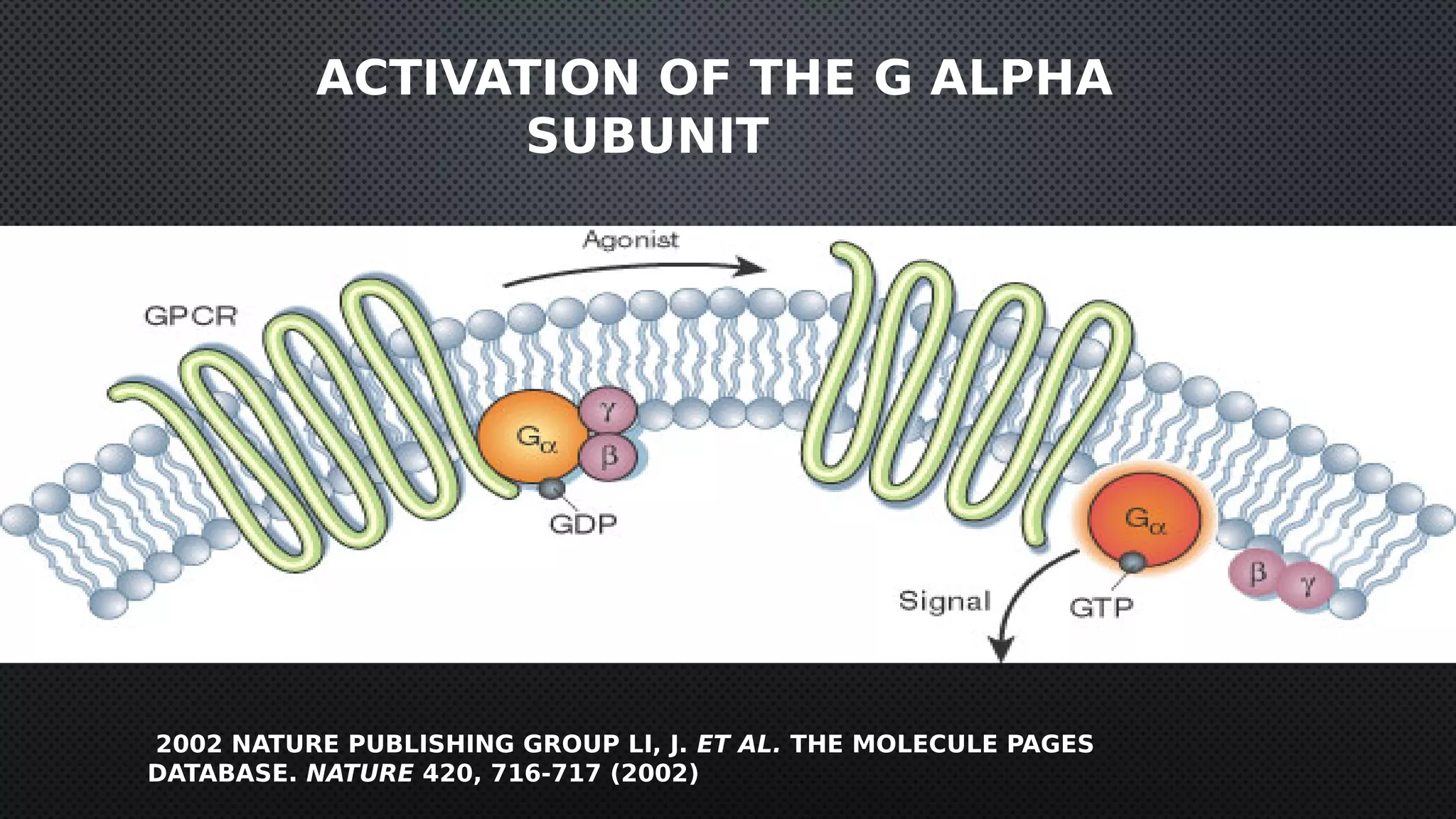 Ligand binding in g protein coupled receptors | PDF