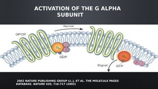 Ligand binding in g protein coupled receptors | PDF