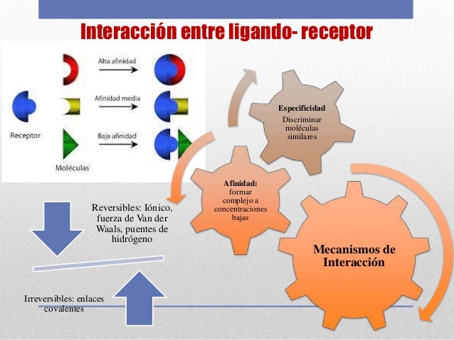 Ligando receptor fase i