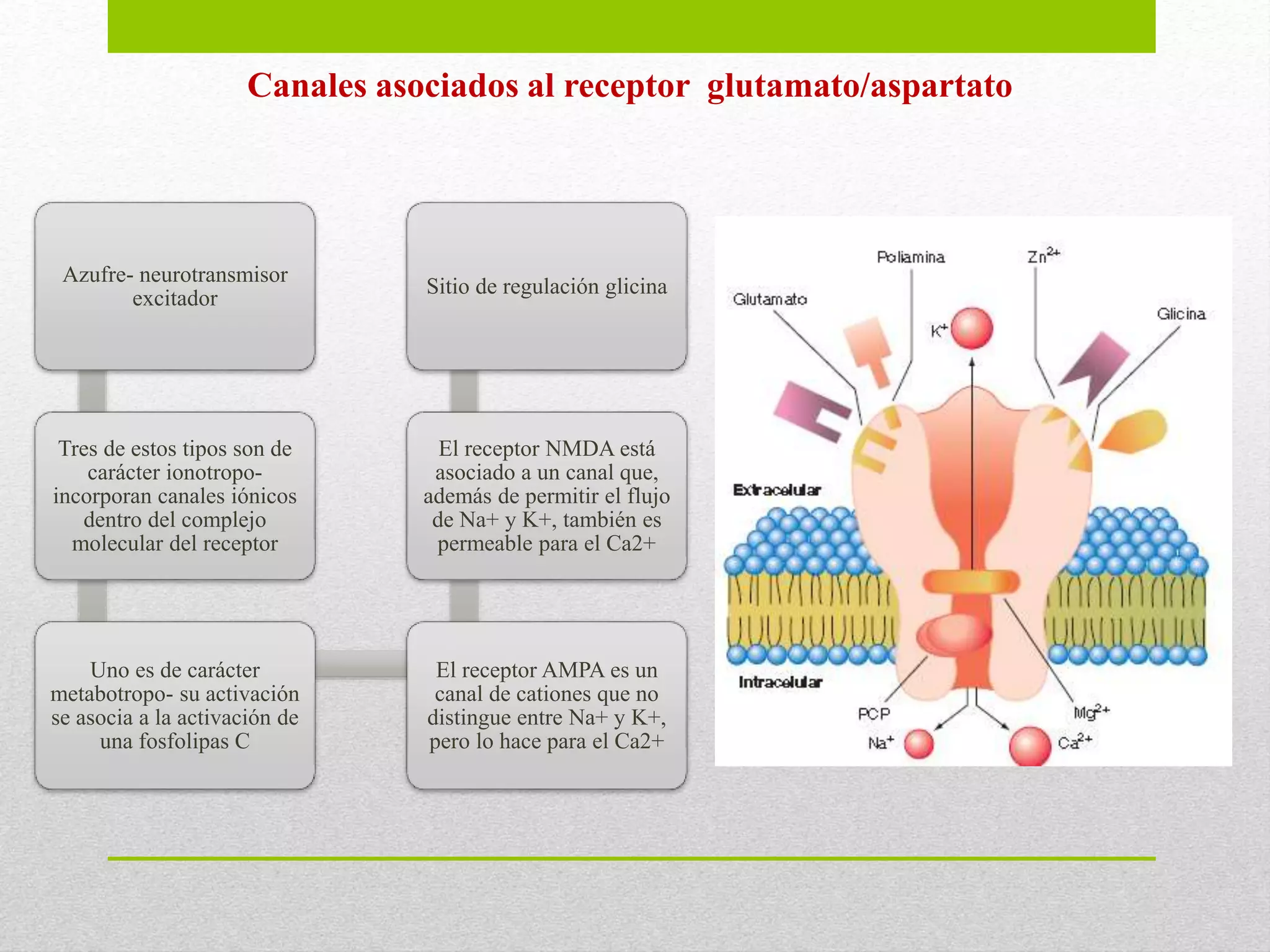 Ligando receptor fase ii | PPTX