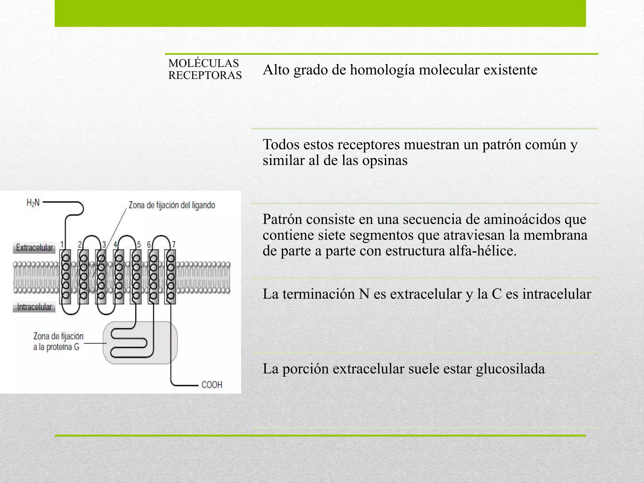Ligando receptor fase ii | PPTX