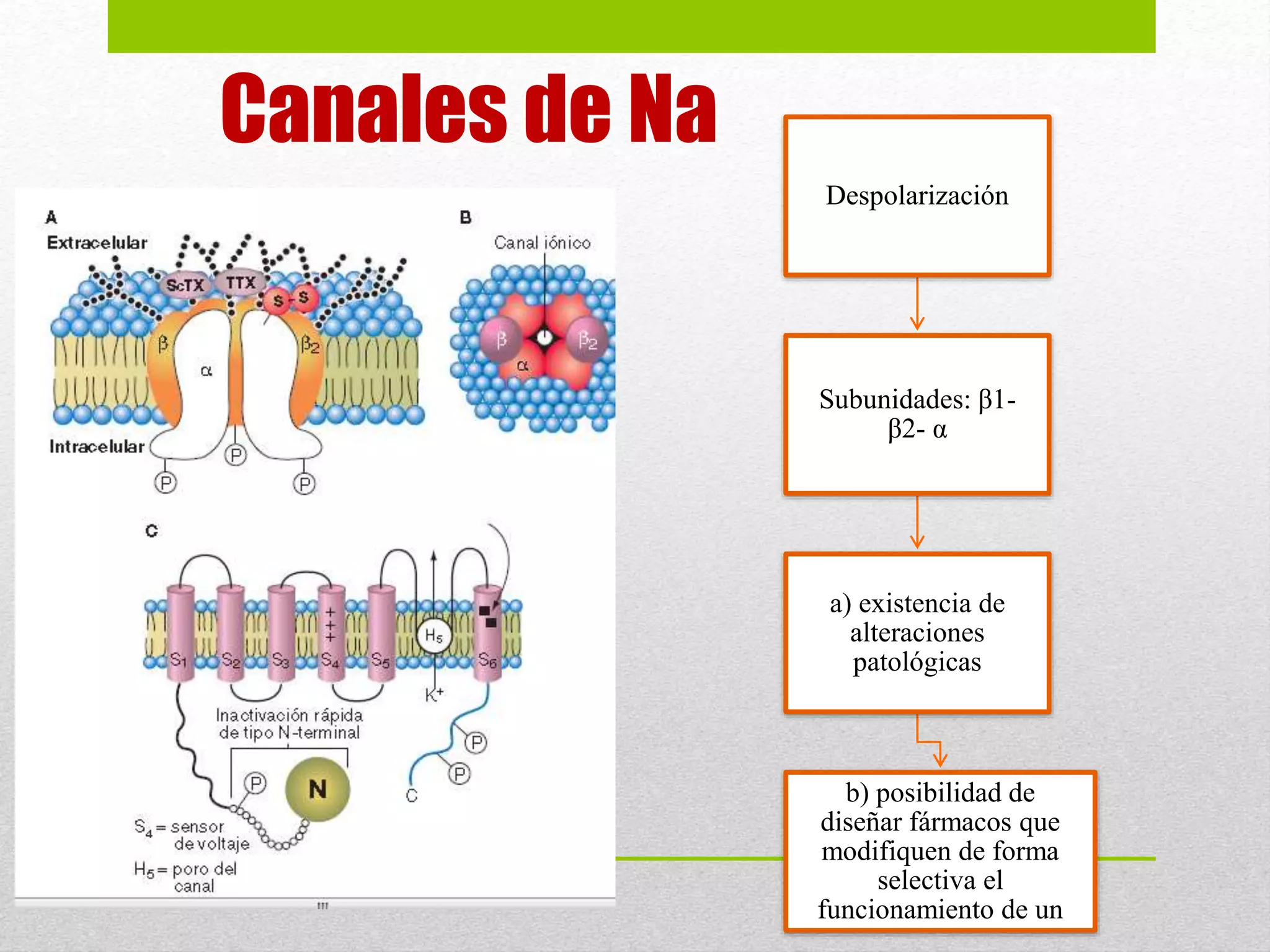 Ligando receptor fase ii | PPTX