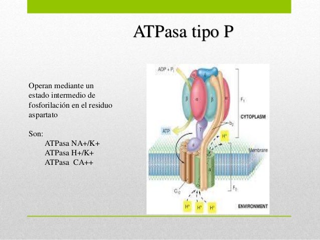 Ligando receptor fase ii
