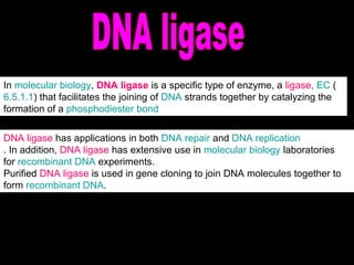 Ligase enzymes and DNA | PPT