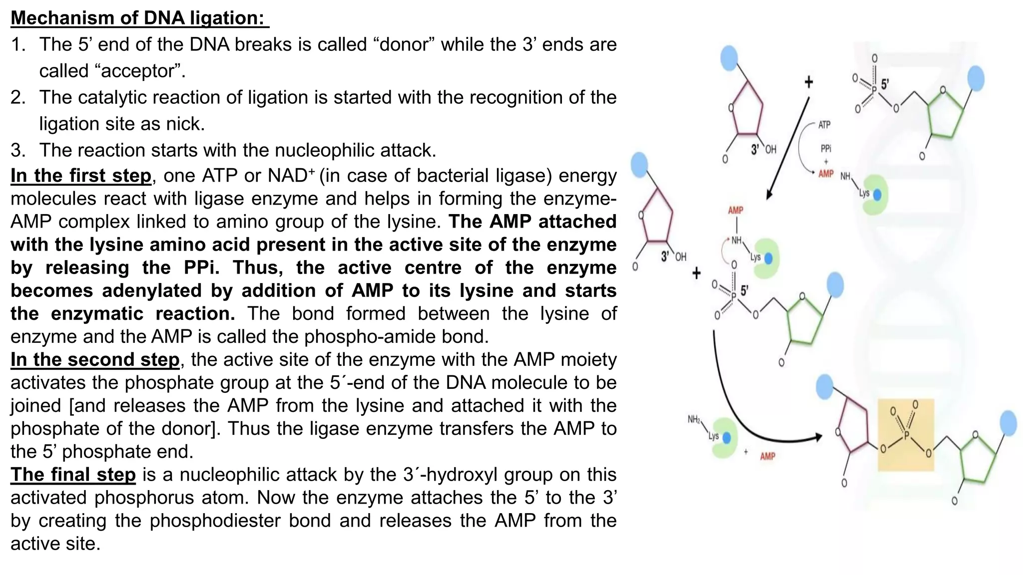 Ligase enzyme | PDF