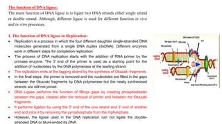 Ligase enzyme | PDF
