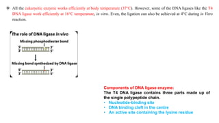 Ligase enzyme | PDF