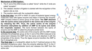Ligase enzyme | PDF
