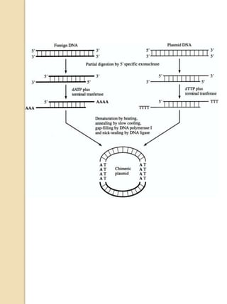 LIGATION OF VECTOR & PASSENGER DNA | PPTX