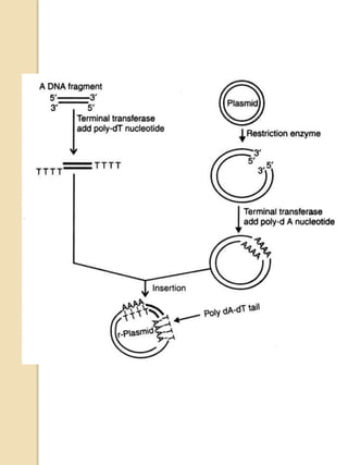 LIGATION OF VECTOR & PASSENGER DNA | PPTX
