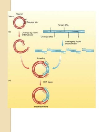LIGATION OF VECTOR & PASSENGER DNA | PPTX
