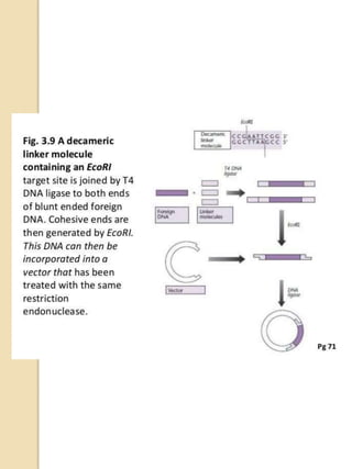 LIGATION OF VECTOR & PASSENGER DNA | PPTX