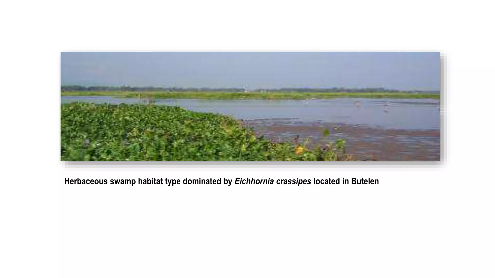 The Ligawasan Marsh: Ecosystem Health, Threats and Conservation | PPTX