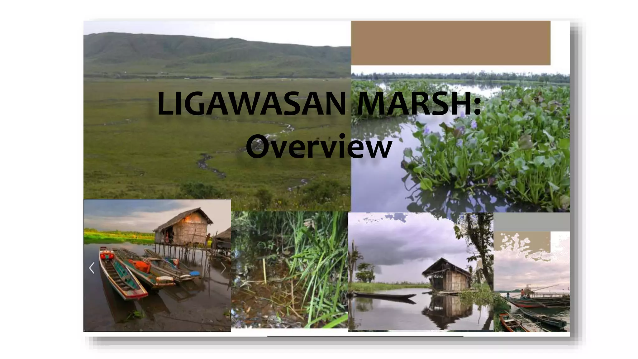 The Ligawasan Marsh: Ecosystem Health, Threats and Conservation | PPTX | Pets