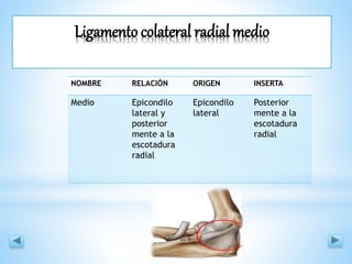 Ligamento Colateral Lateral Del Codo