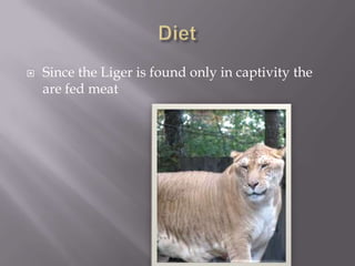 Liger | PPTX