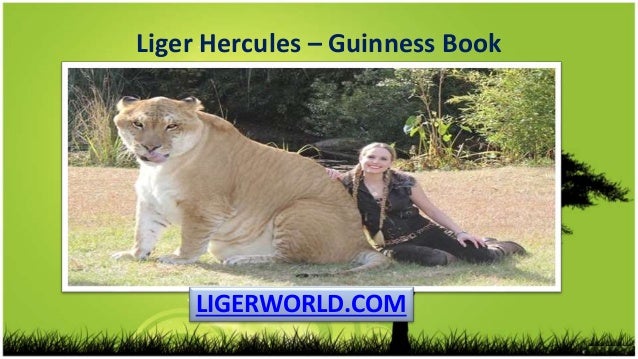 Liger Hercules in Guinness Book of World Records