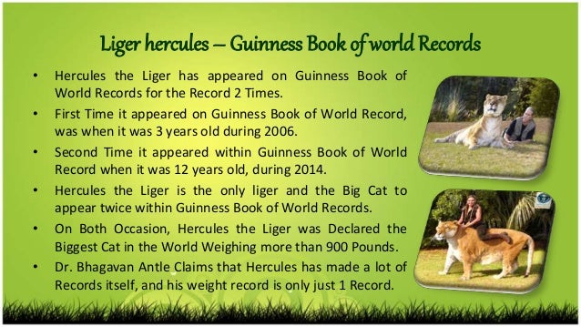 Liger Hercules in Guinness Book of World Records