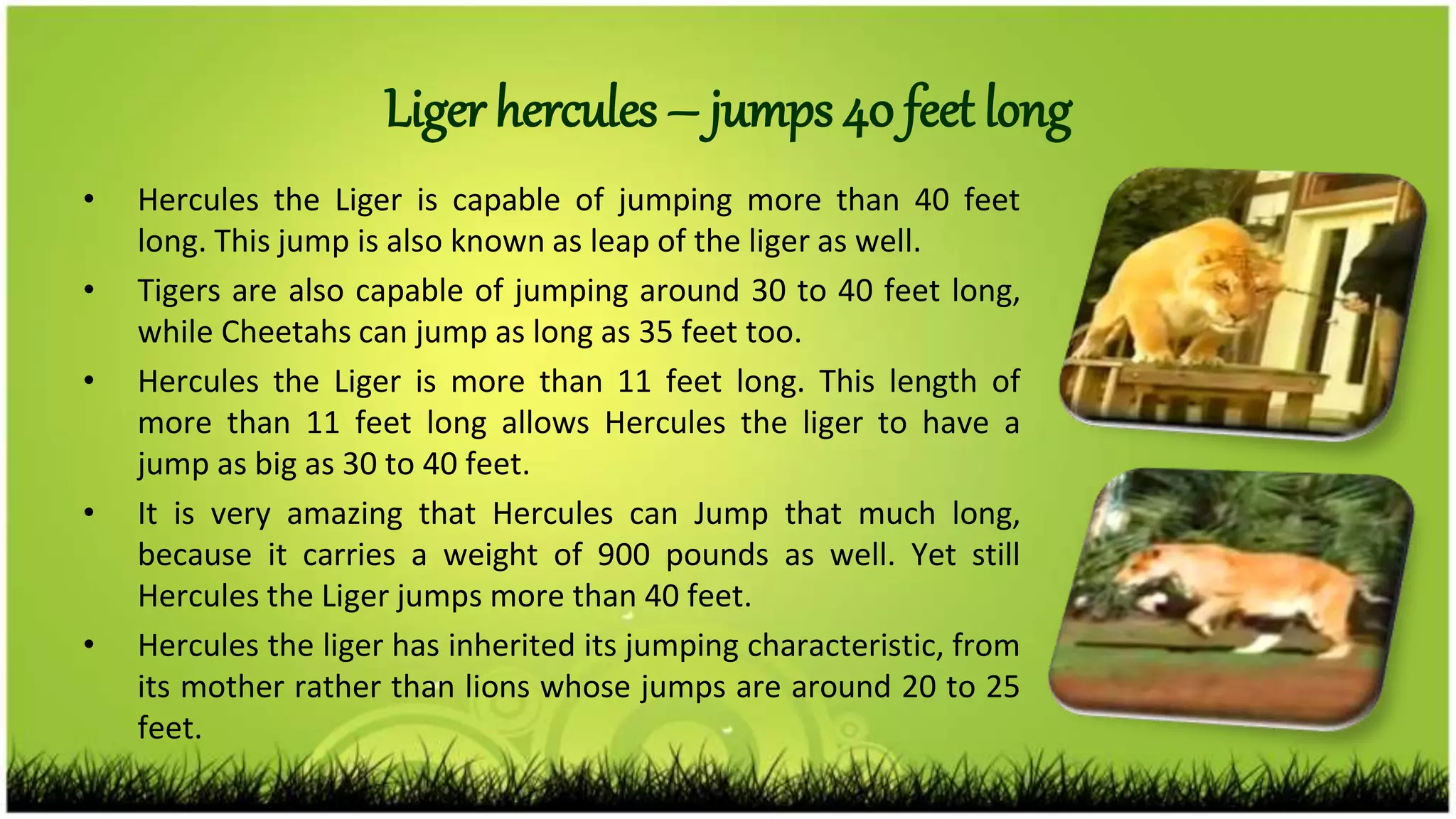 Liger Hercules Jumps 40 Feet Long | PPTX