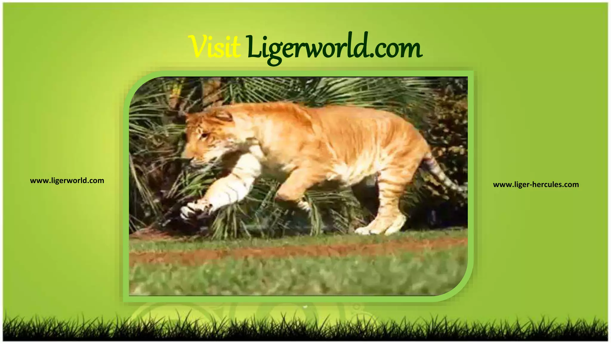 Liger Hercules Jumps 40 Feet Long | PPTX