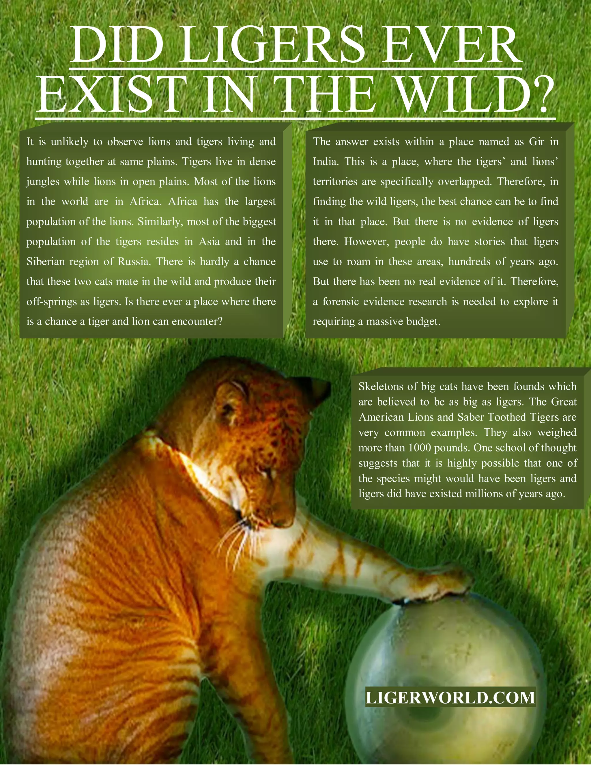 Liger magazine - www.ligerworld.com | Dogs | Pets