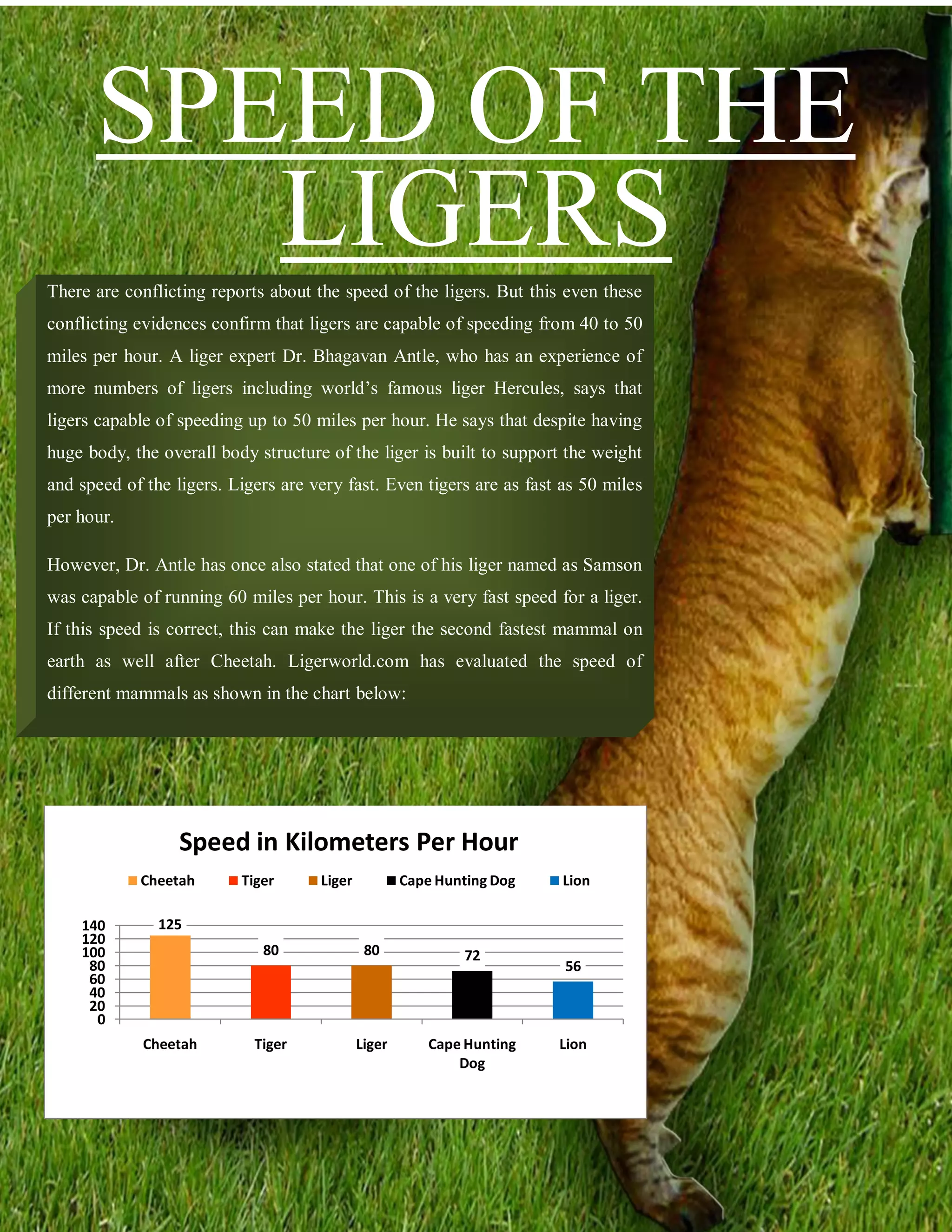 Liger magazine - www.ligerworld.com | Dogs | Pets