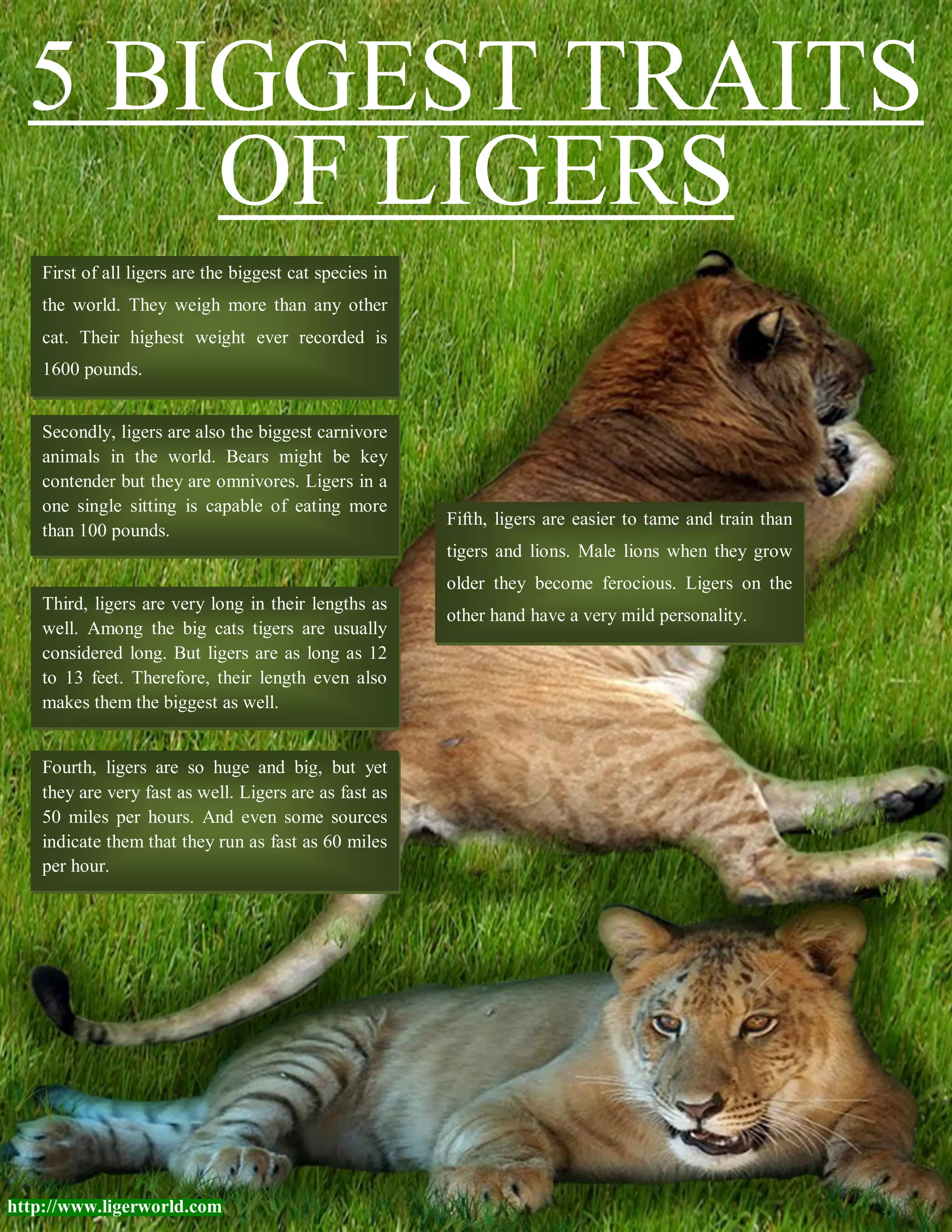 Liger magazine - www.ligerworld.com | Dogs | Pets