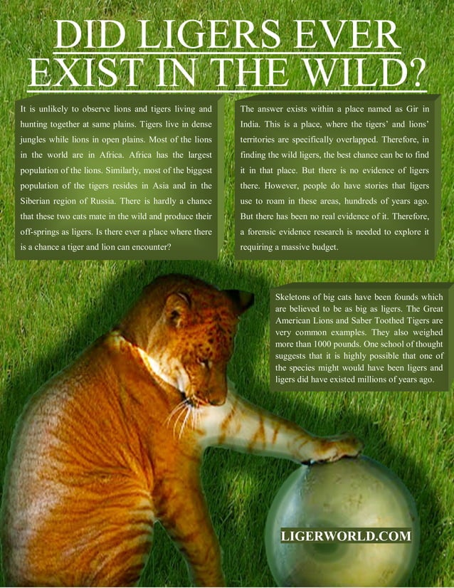 Liger magazine - www.ligerworld.com