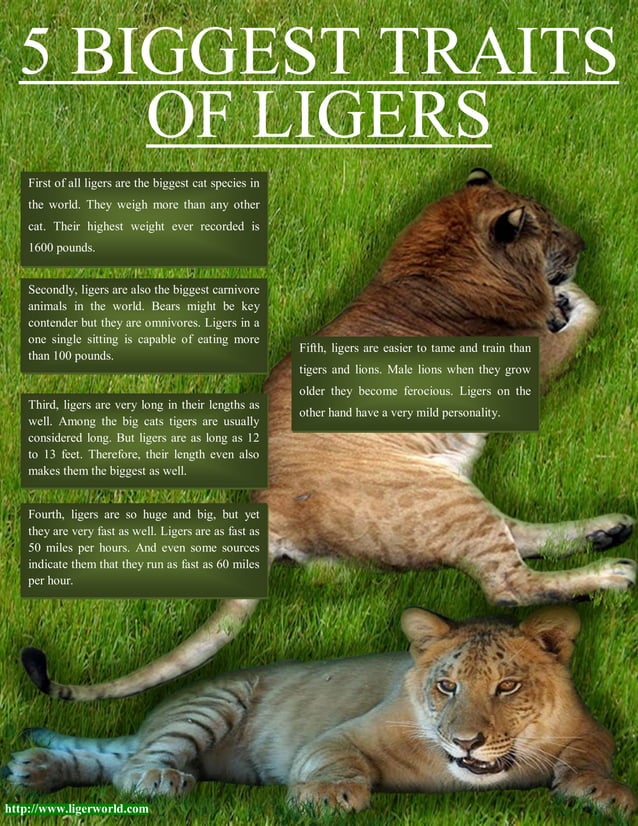 Liger magazine - www.ligerworld.com