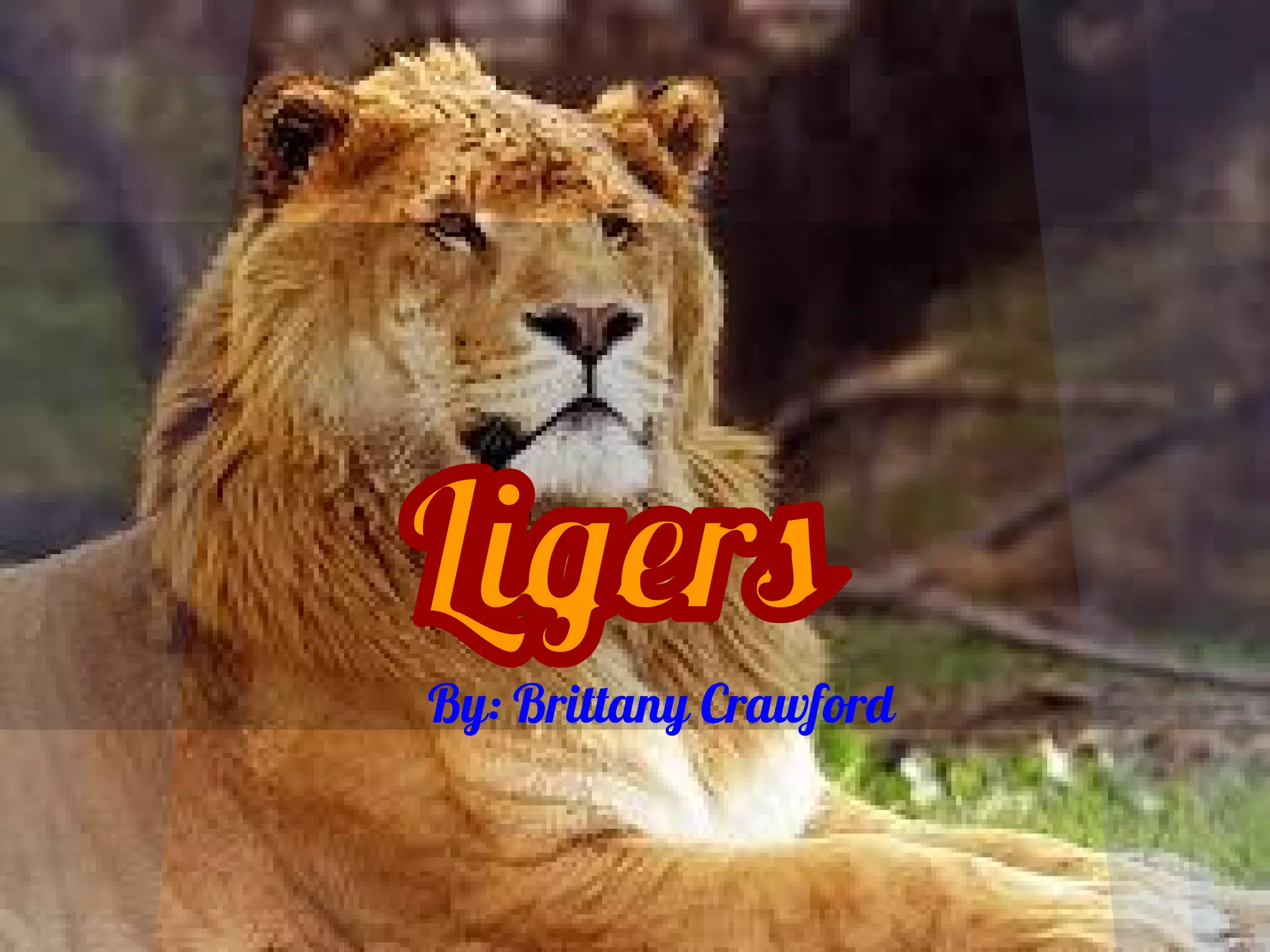 Ligers | PDF