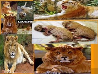 Ligers | PDF