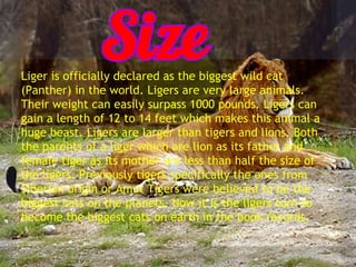 Ligers | PPT