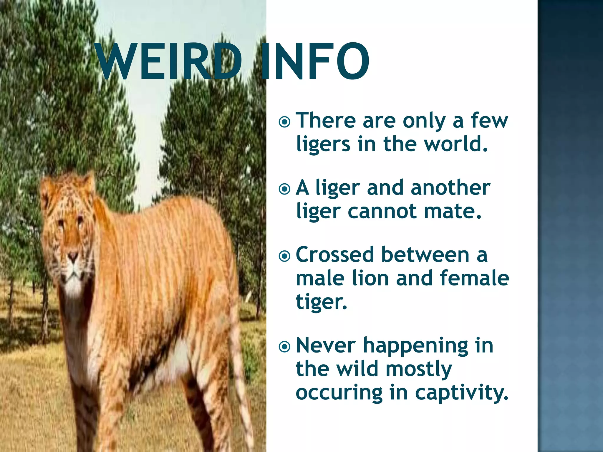 Ligers power point jocelyn | PPTX