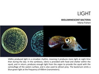 Light Natural Sources | PDF