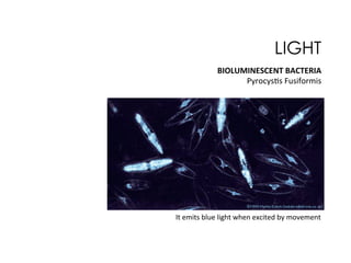 Light Natural Sources | PDF