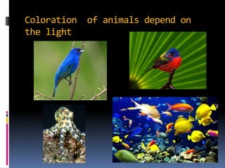 Light: Ecological Parameter and Its Impact on Animals | PDF