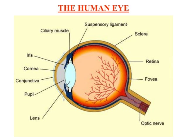 LIGHT-HUMAN EYE AND THE COLOURFUL WORLD.ppt.pptx | Eye and Vision ...