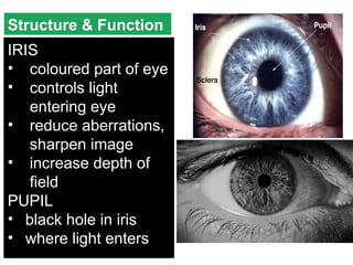 LIGHT-HUMAN EYE AND THE COLOURFUL WORLD final.pptx
