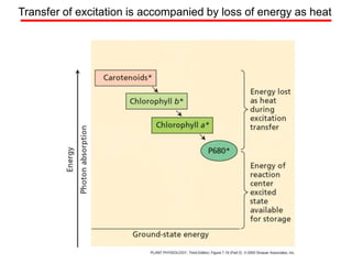 Light-reaction-electron transport.pptx