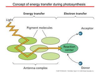 Light-reaction-electron transport.pptx